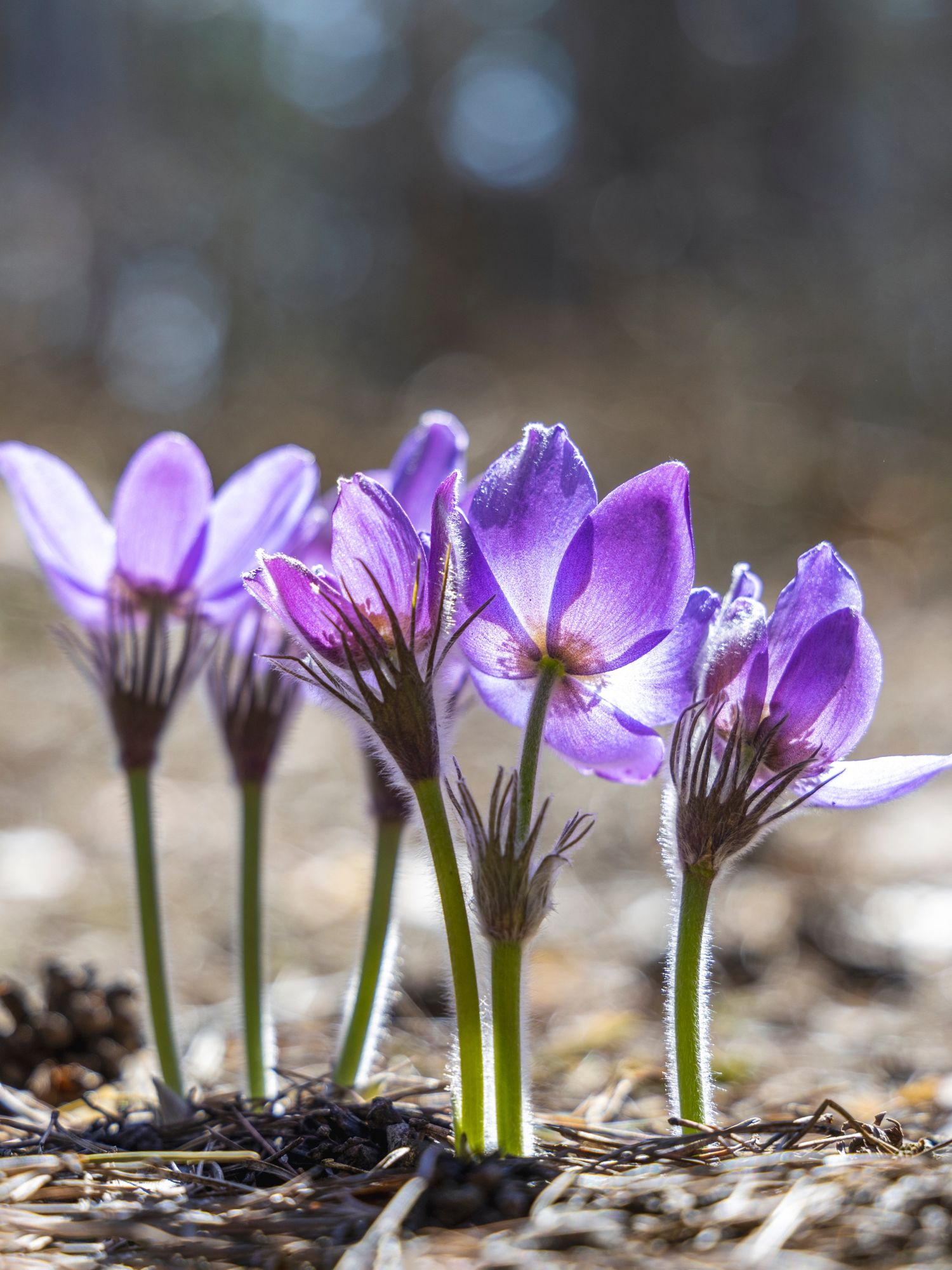 Yukon University Tr’odëk Hätr’unohtän Zho, Dawson Campus | Yukon University